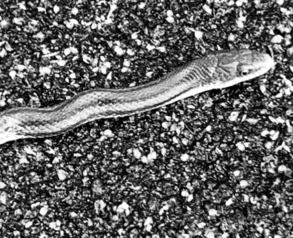 Poem 20 (National Poetry Month): Soul Snakes | BREATHE: Michelle Garren ...